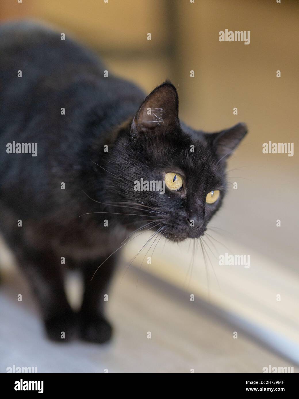 Black cat walking in a bedroom at home Stock Photo - Alamy