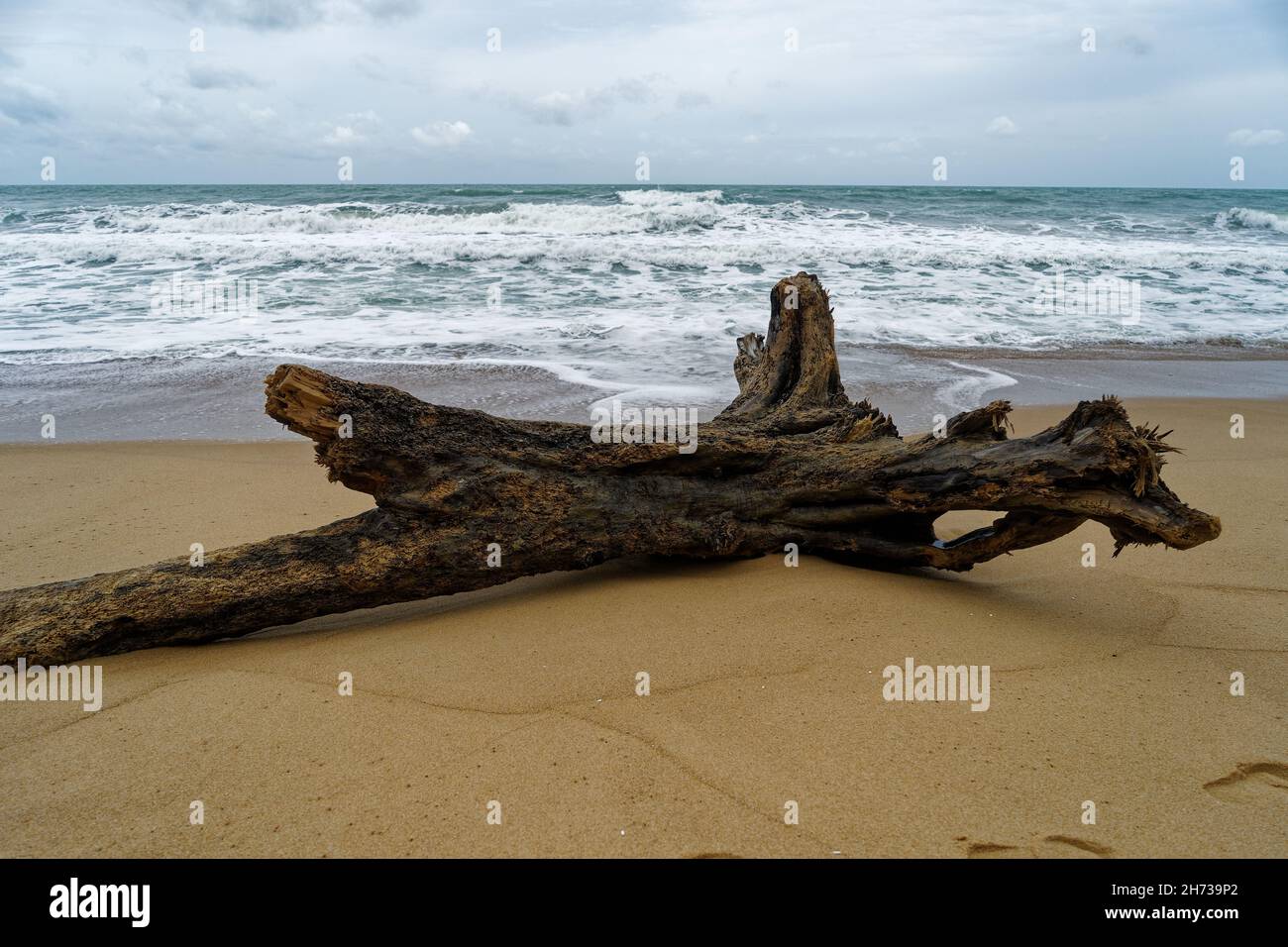 Big piece of wood fallen on the sand at the beach Stock Photo - Alamy