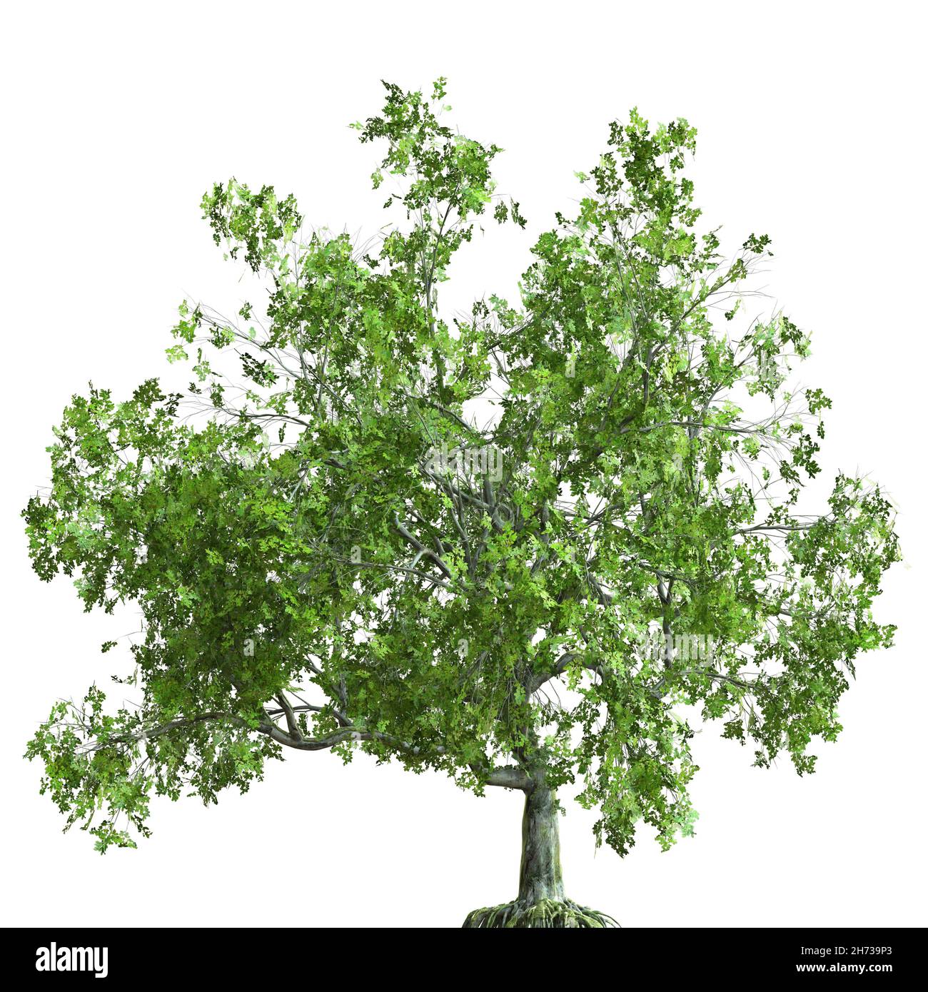 3D illustration summer tree isolated on white background Stock Photo ...