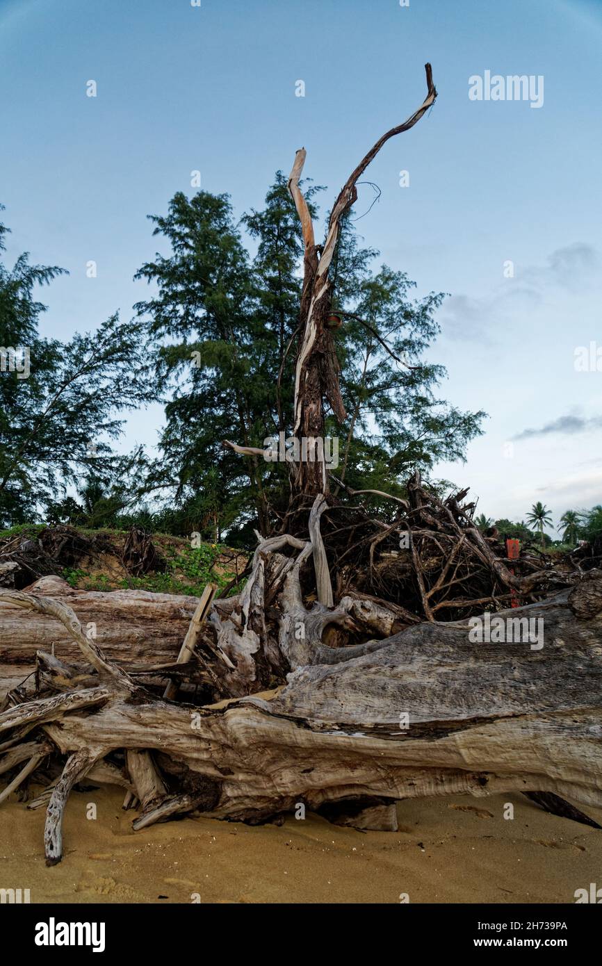 Big piece of wood fallen on the sand at the beach Stock Photo - Alamy