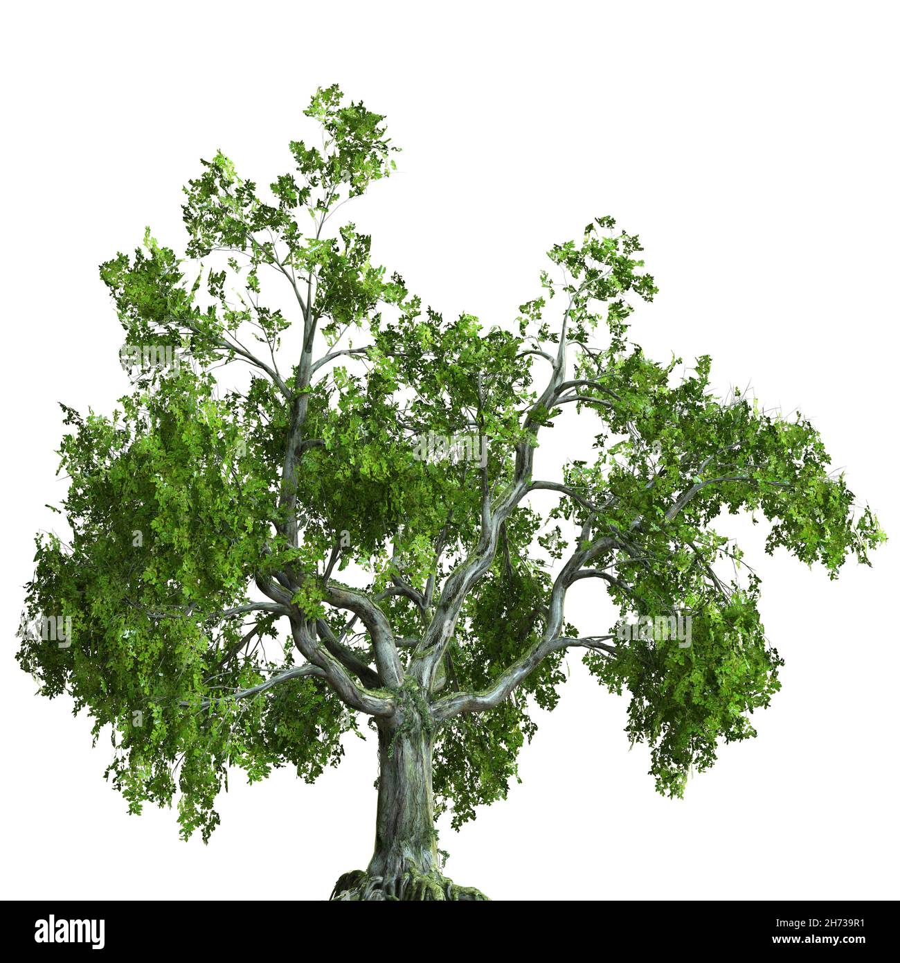 3D illustration summer tree isolated on white background Stock Photo ...