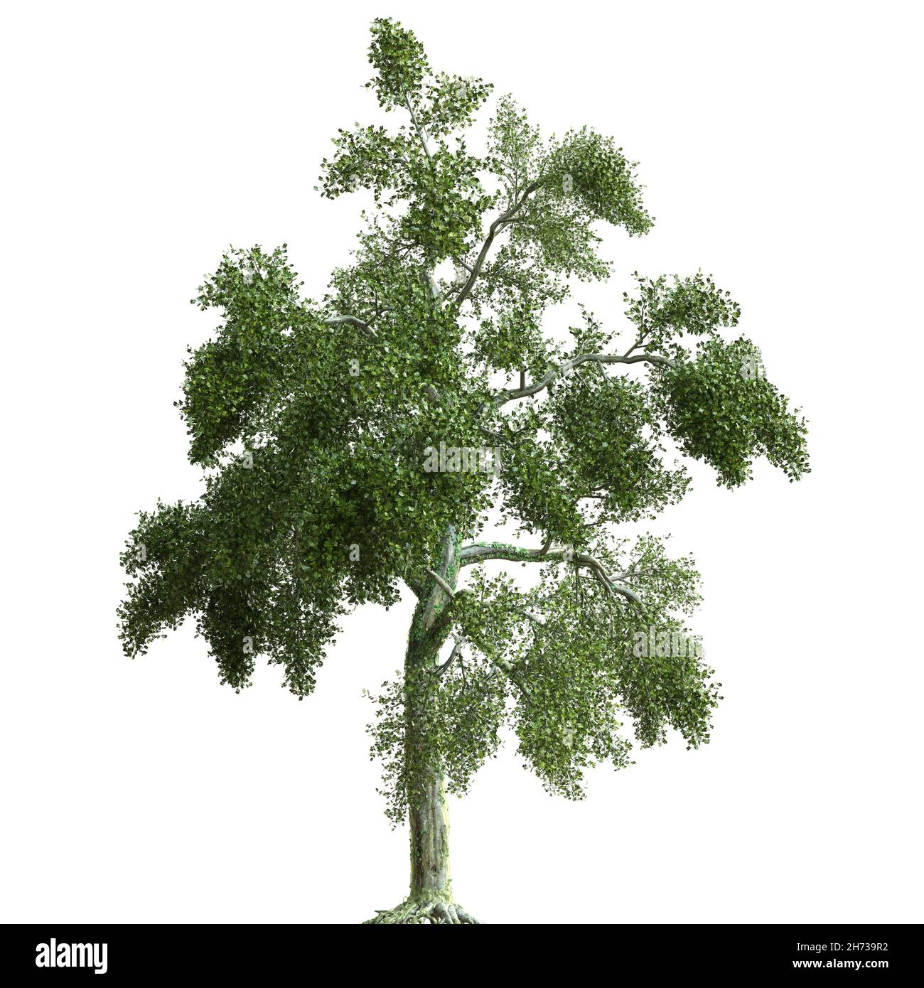 3D illustration summer tree isolated on white background Stock Photo ...