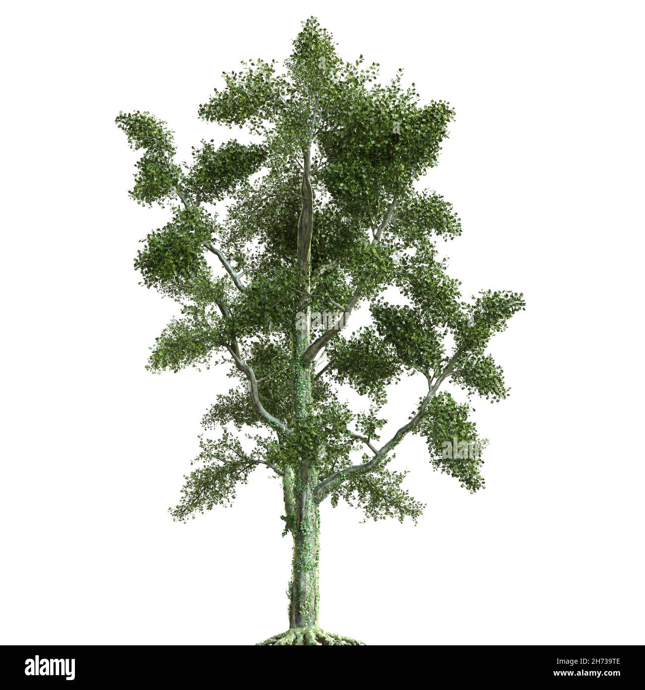 3D illustration summer tree isolated on white background Stock Photo ...
