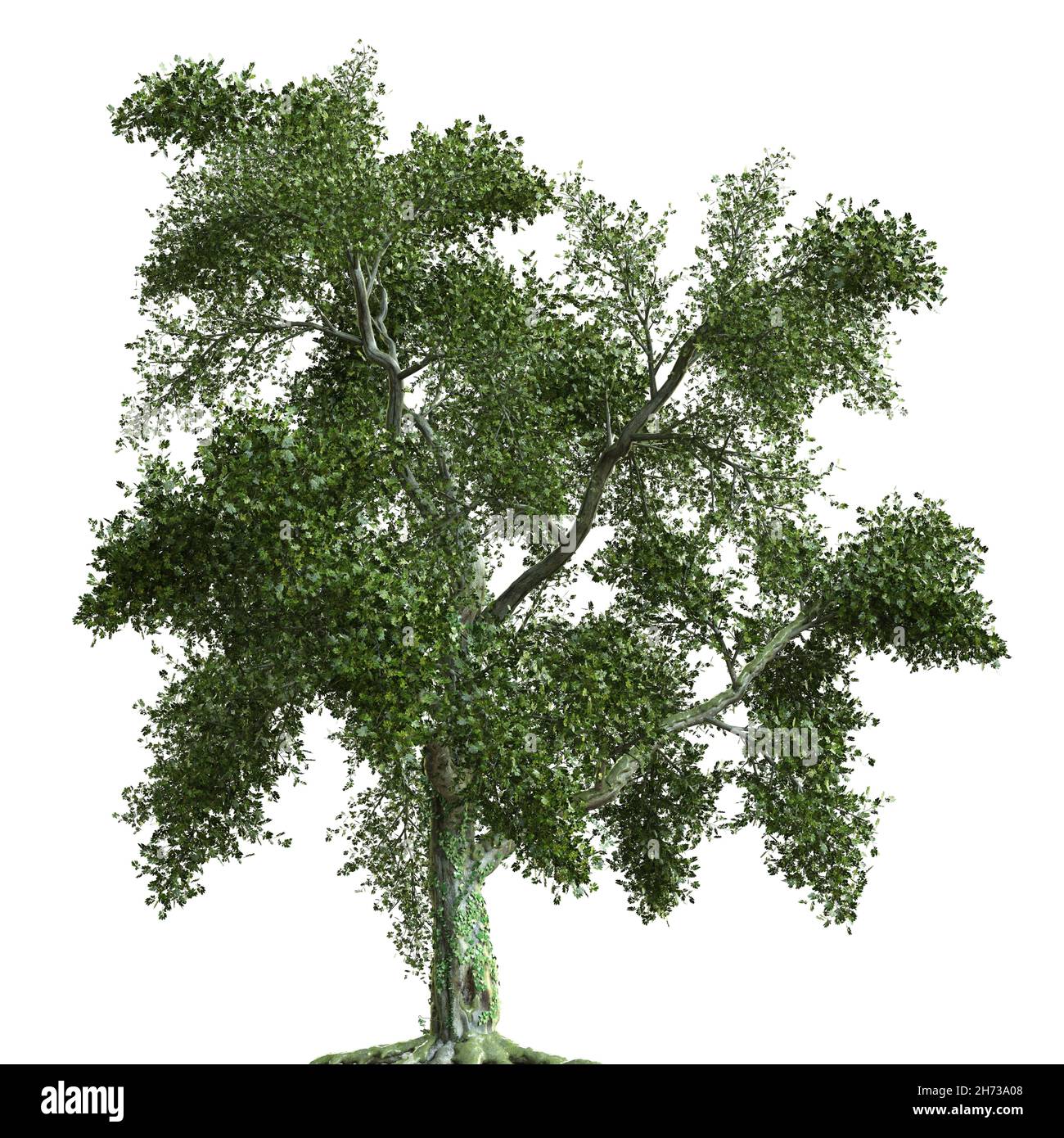 3D illustration summer tree isolated on white background Stock Photo ...