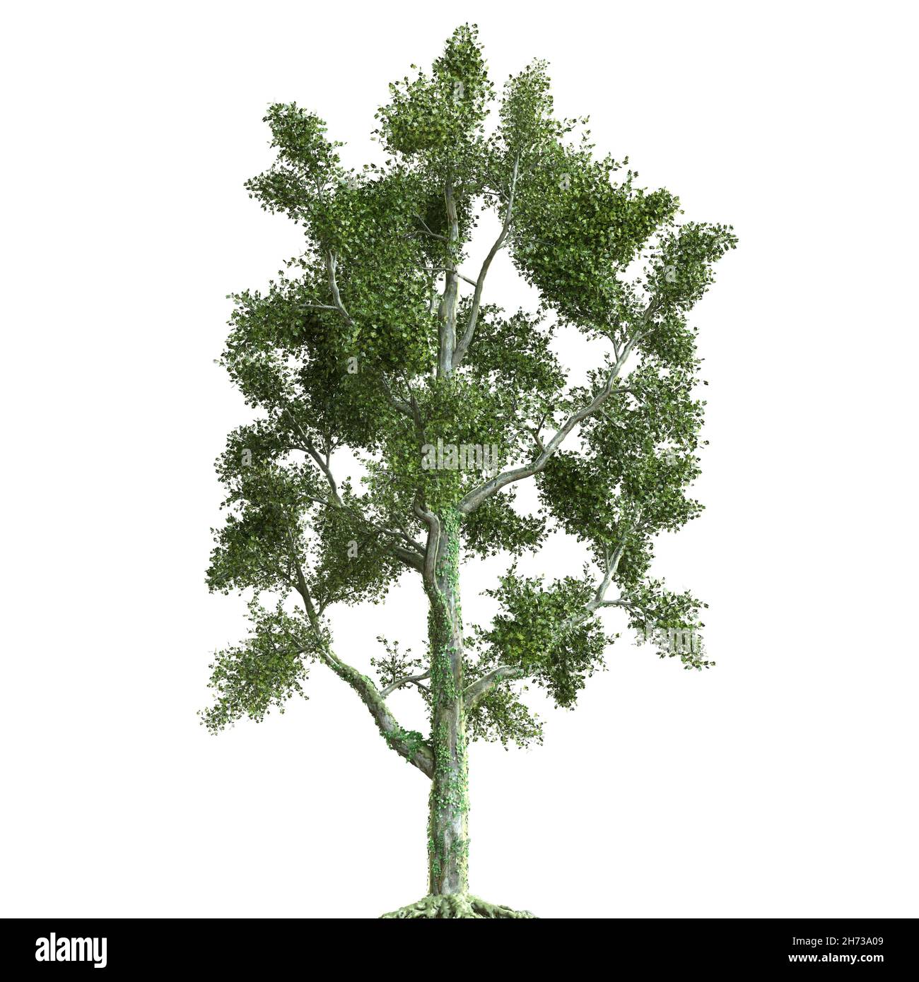 3D illustration summer tree isolated on white background Stock Photo ...