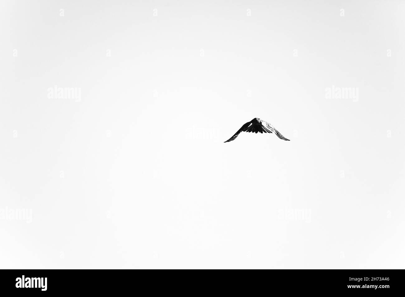 Grayscale shot of a peregrine falcon or duck hawk bird flying high in ...