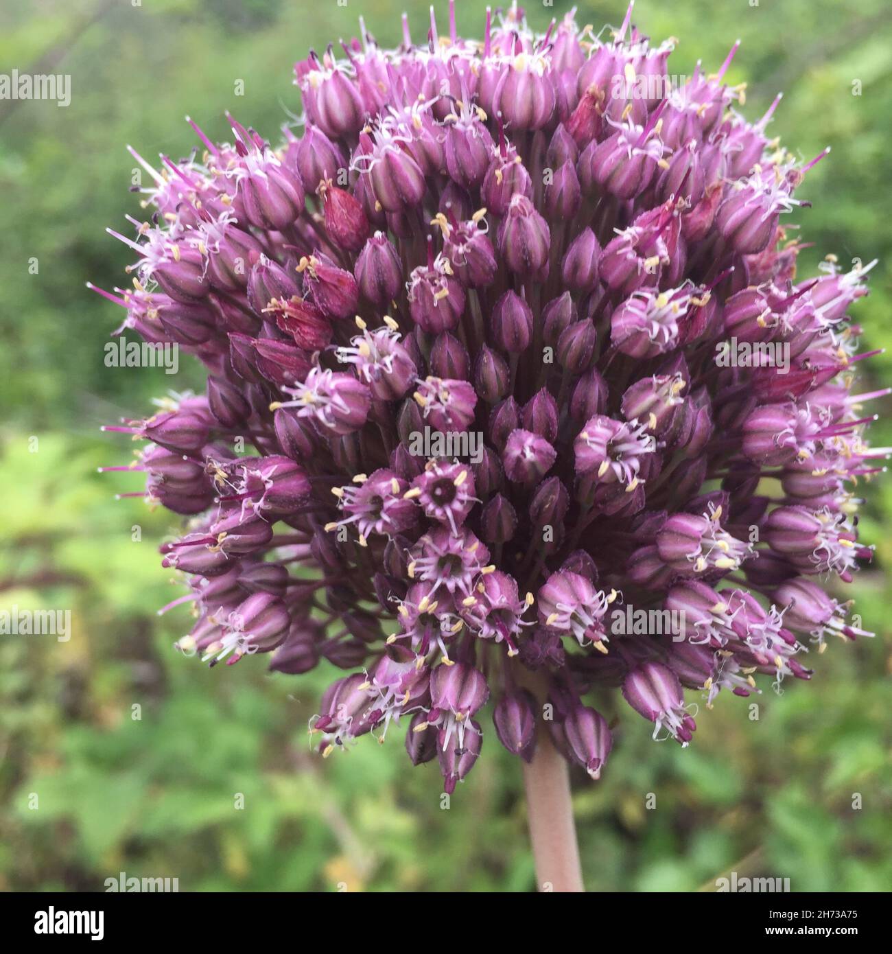 Vertical shot of a vibrant purple echinops plant growing in a summer ...