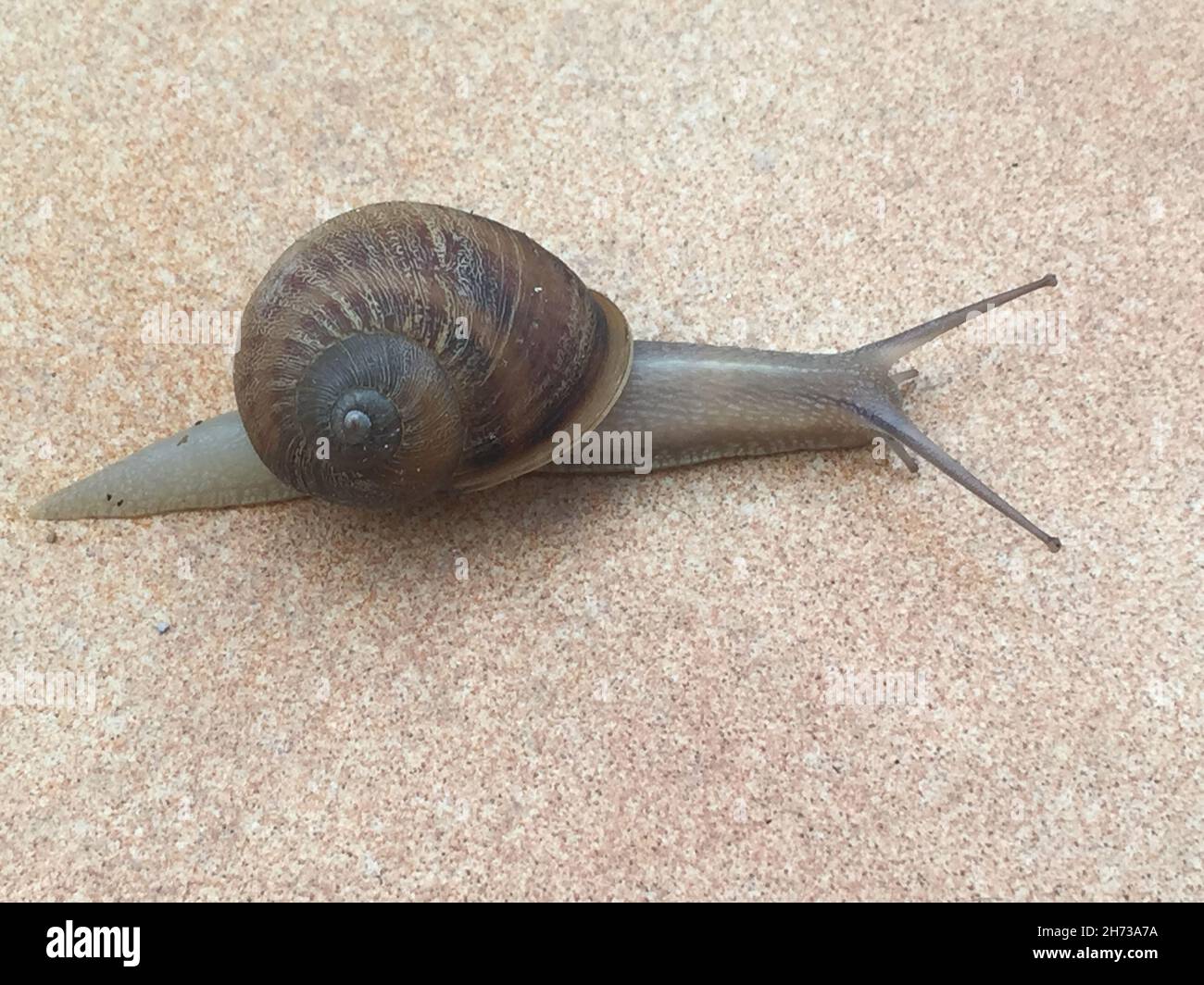 Closeup of a cute tiny snail sliding on the ground Stock Photo - Alamy