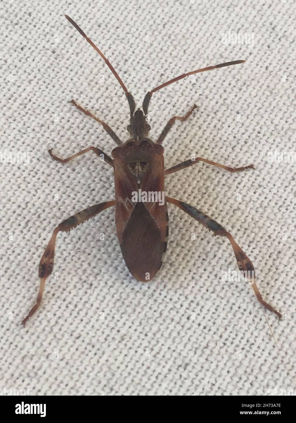 Vertical shot of a big brown long-horned beetle standing on the ground ...