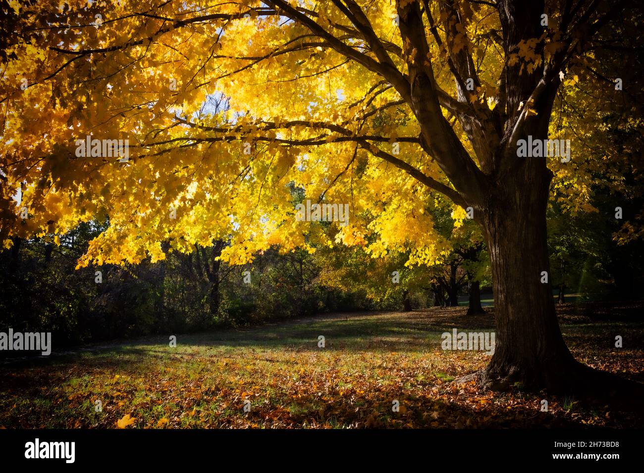 A maple tree shrouded in autumn leaves of golden yellow backlit by a ...