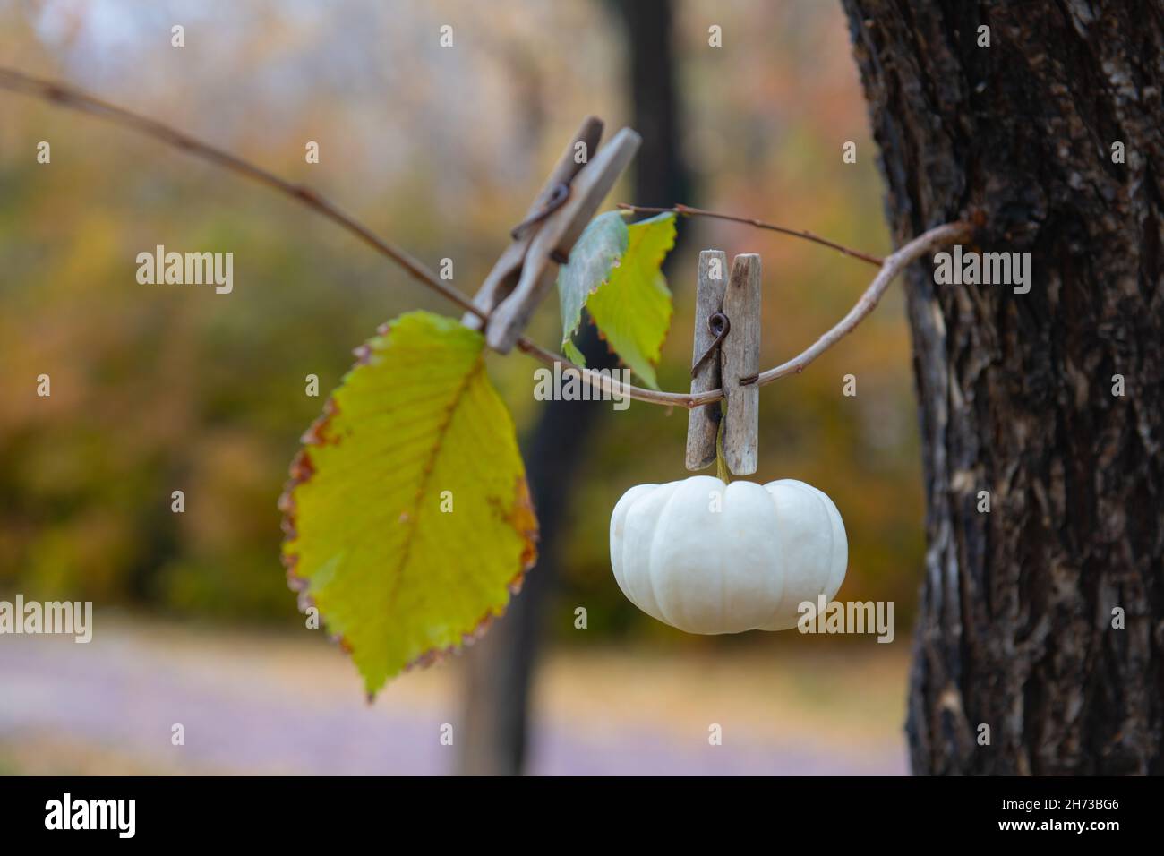 Branch with pumpkin hi-res stock photography and images - Alamy