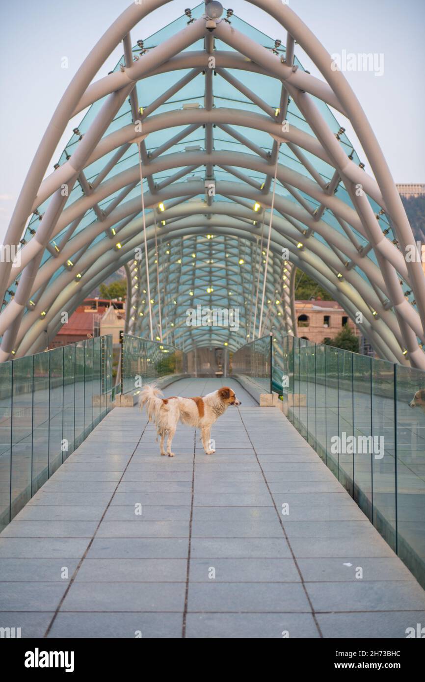 glass bridge in tbilisi and a dog Stock Photo - Alamy