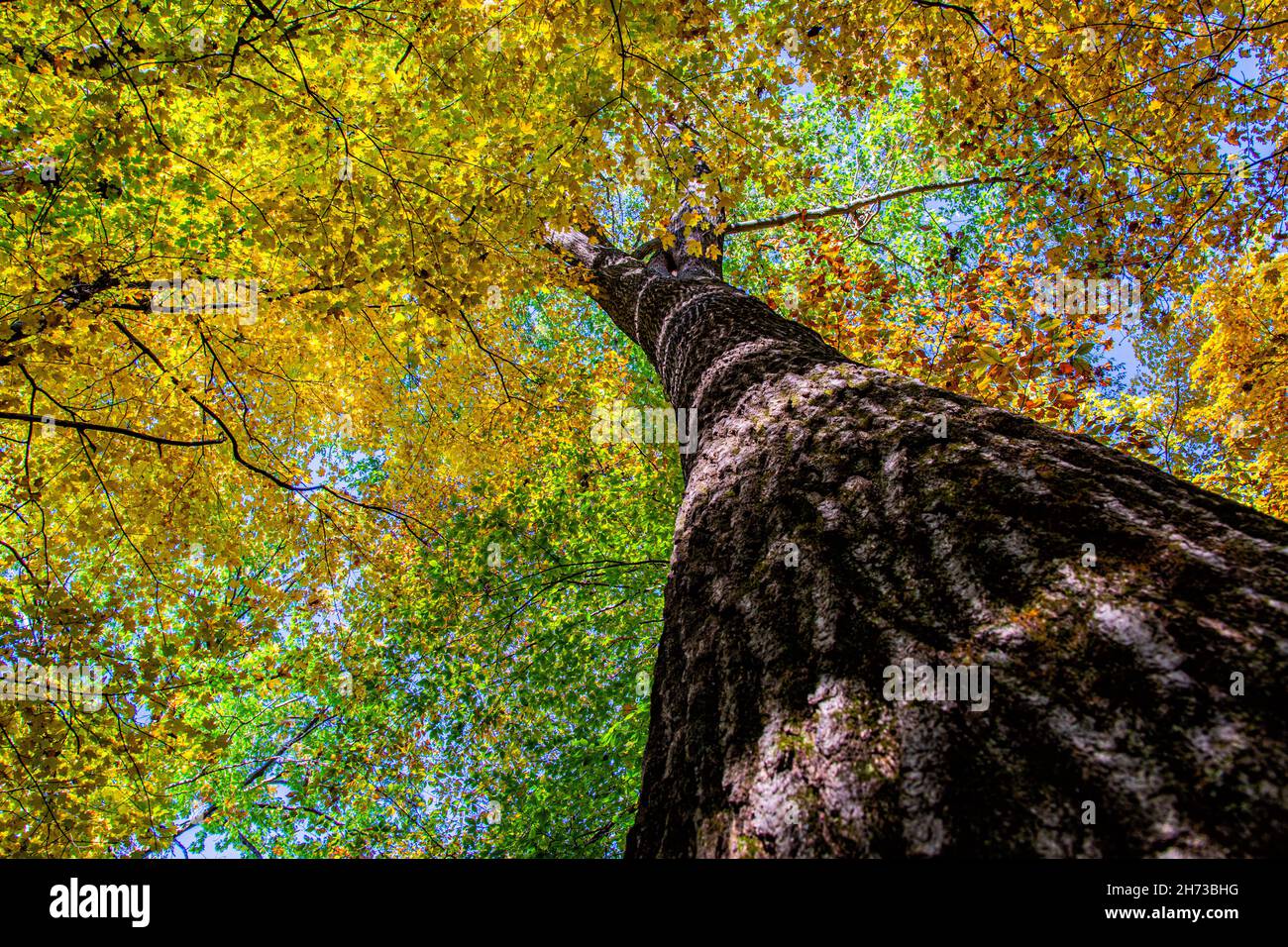 Potato tree hi-res stock photography and images - Alamy
