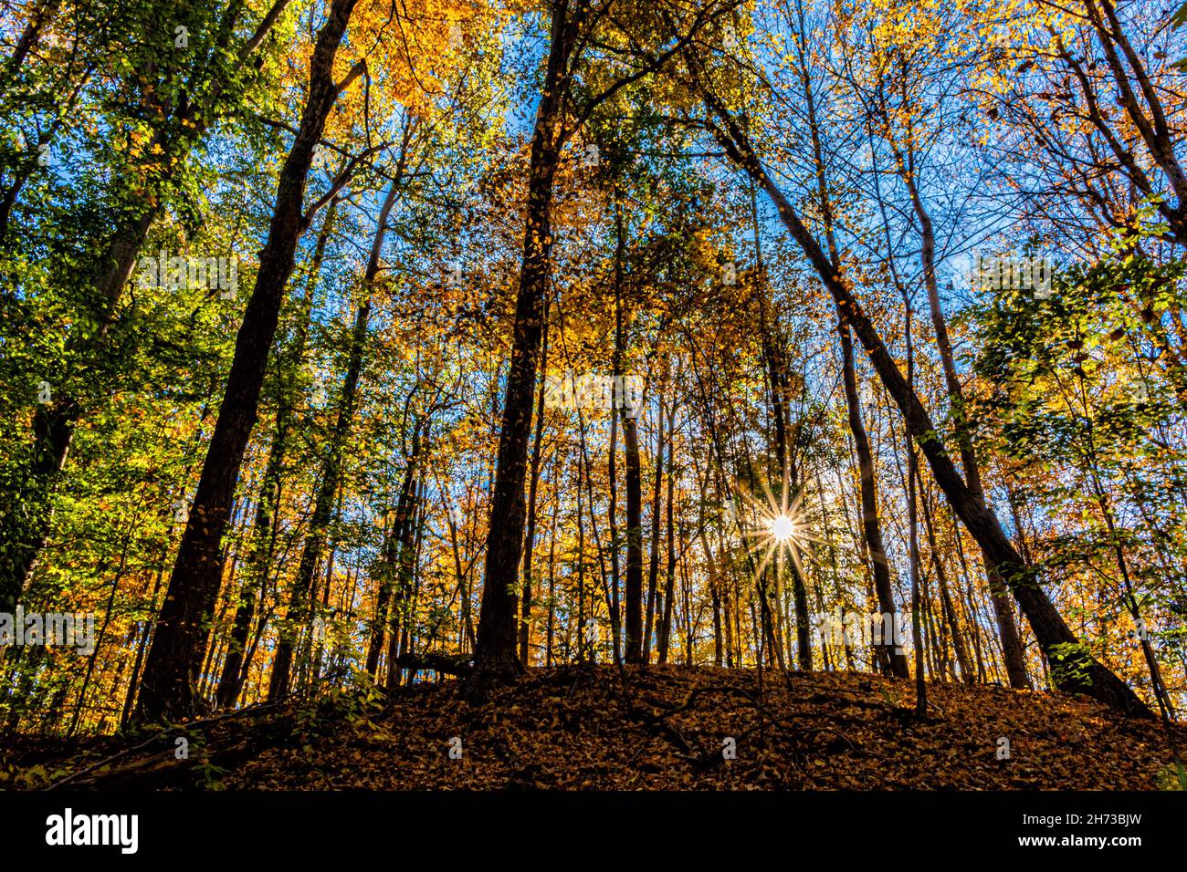 Rays of a sunburst shine thru backlit autumn colored leaves at Potato ...