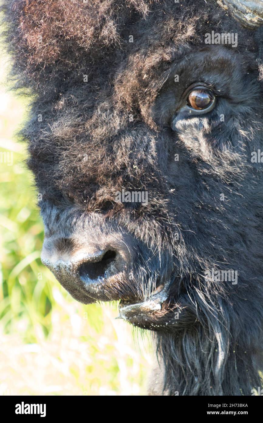 super close up of bison face looking surprised Stock Photo - Alamy