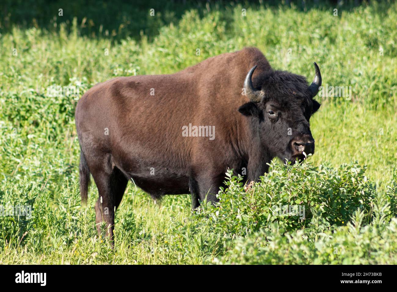 bison standing sideways looking at camera. full body shot. green grass ...