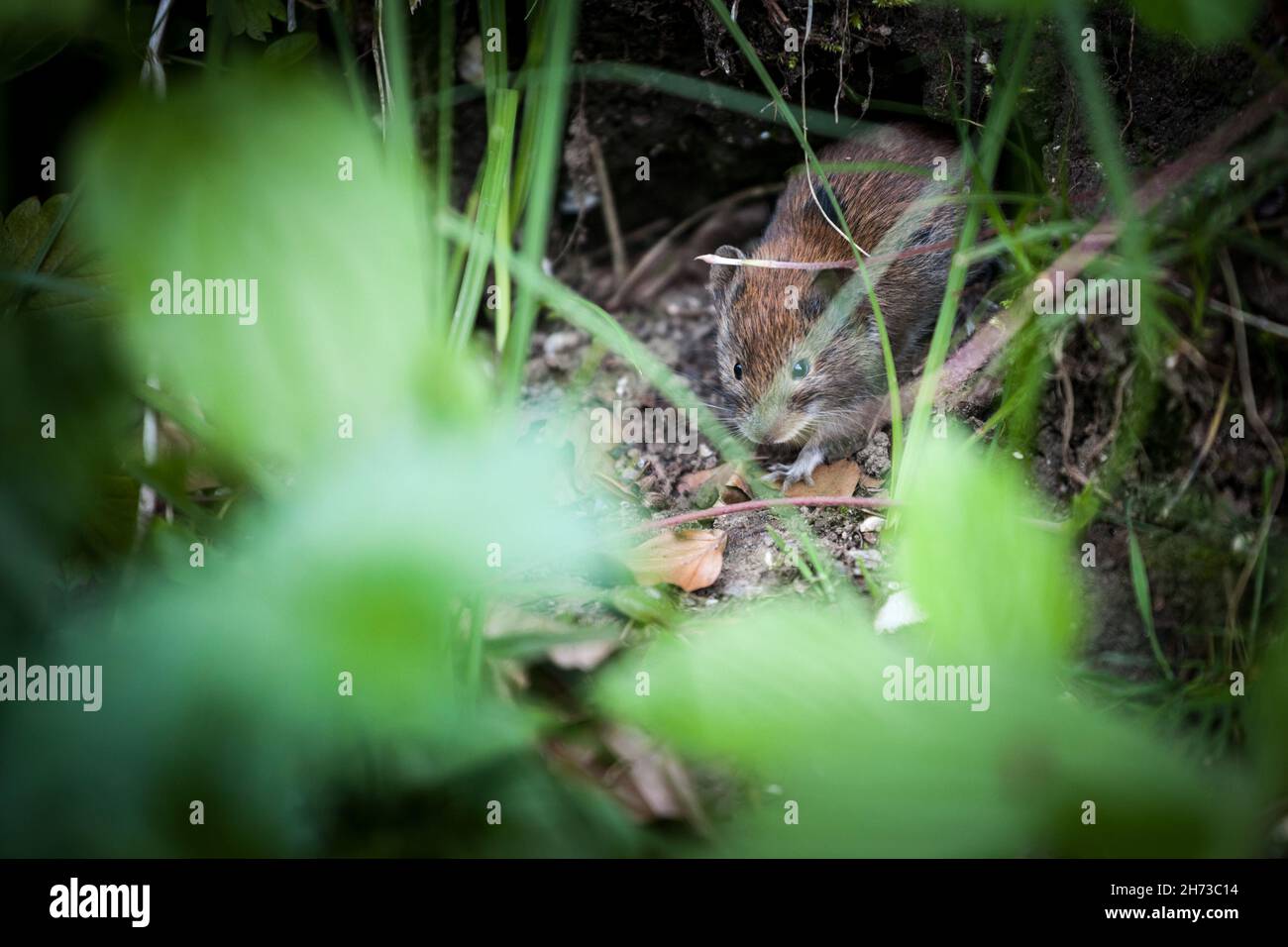 Picture of a wood mouse apodemus sylvaticus, looking at the camera. The ...