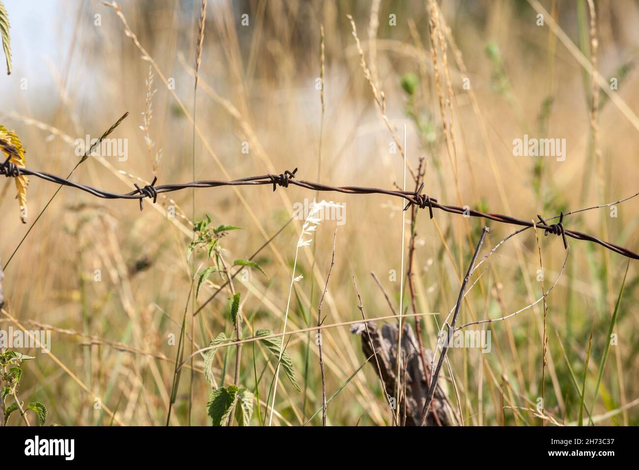 Picture of a barbed wire, old and rusty, in an old field. Barbed wire ...