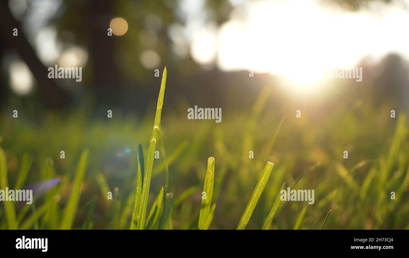 Summer grass meadow motion blur of pleasant wind with bright sunlight ...