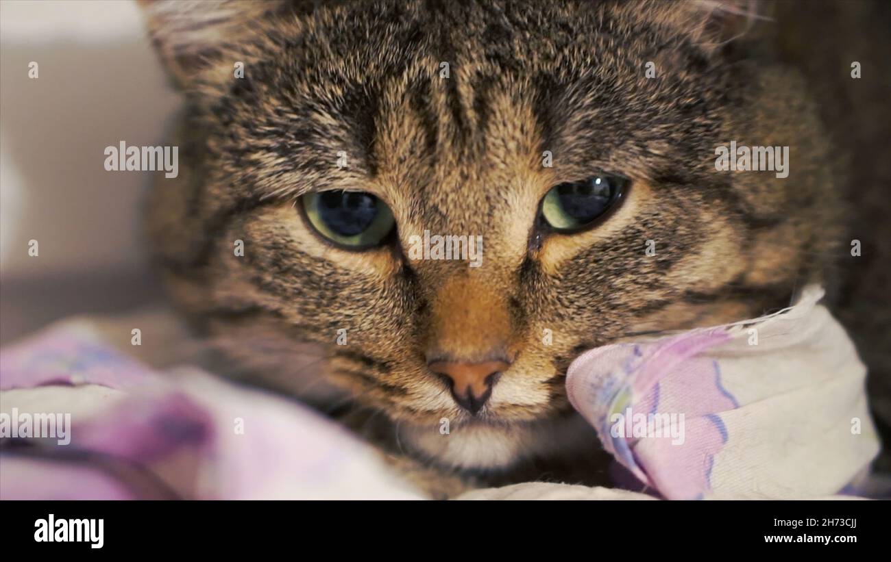 Big sad red cat lying on the windowsill. Clip. Close up sad cat lying ...
