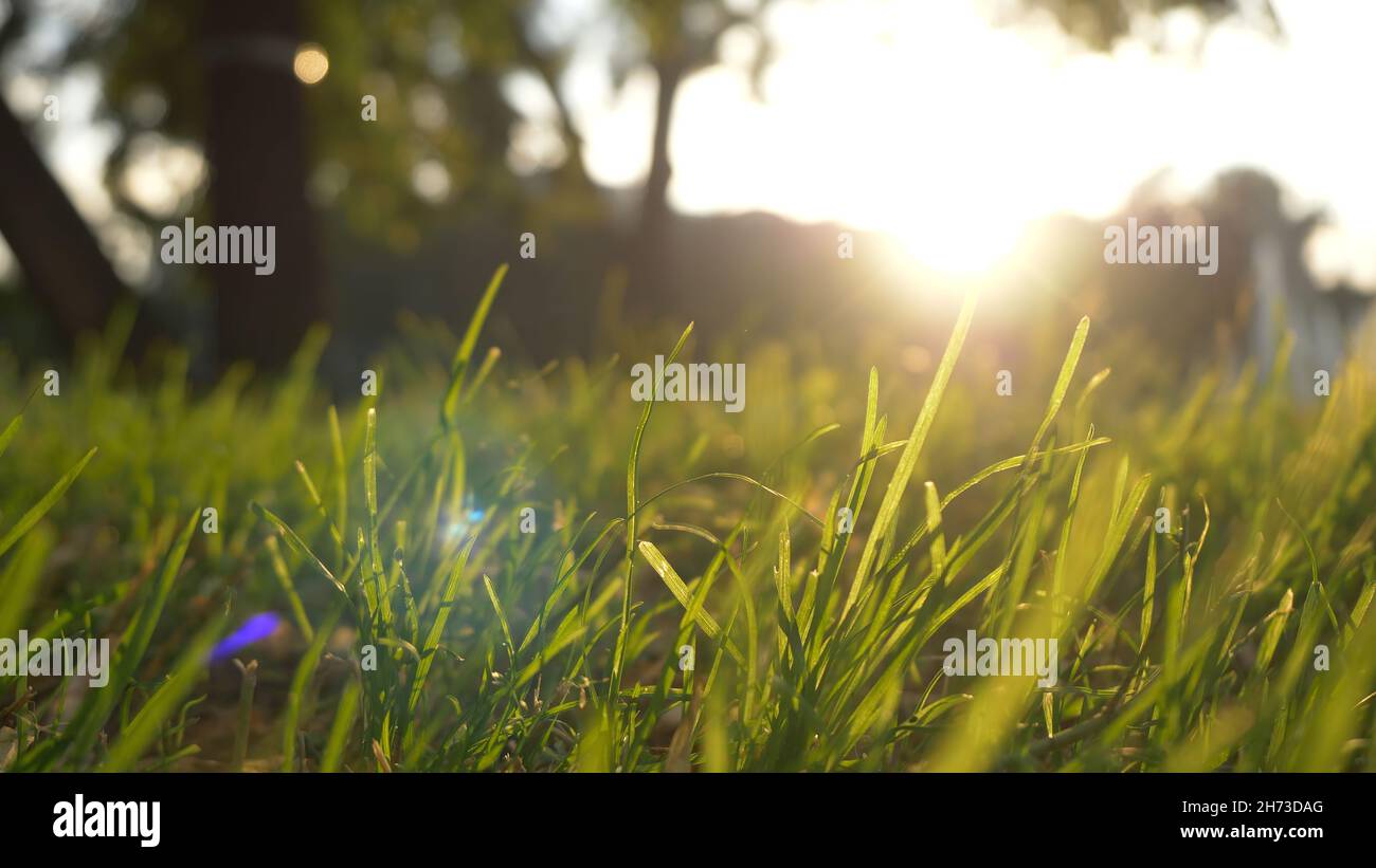 Summer grass meadow motion blur of pleasant wind with bright sunlight ...