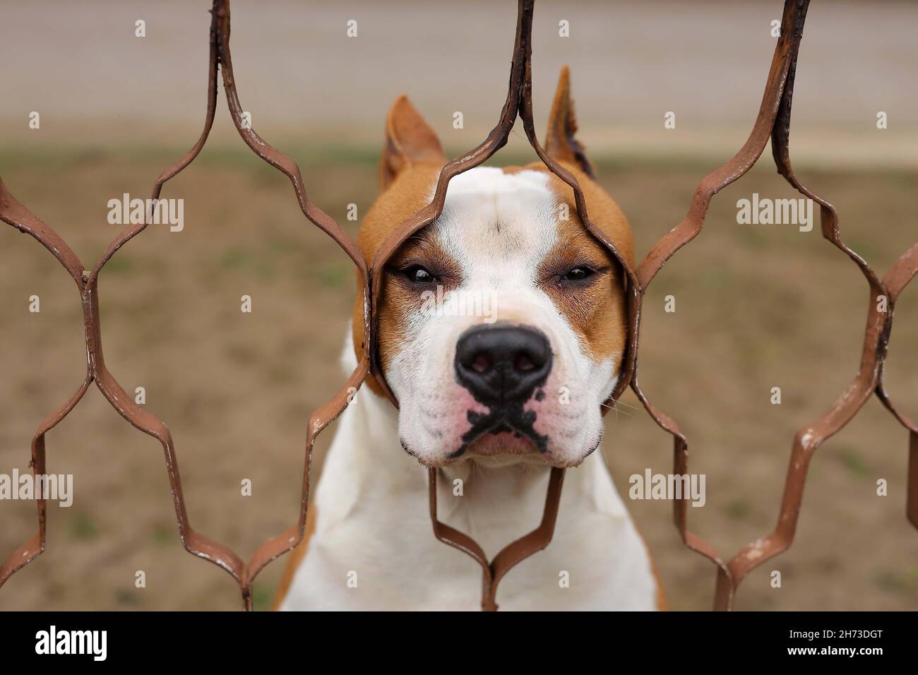 The dog was burying his face amusingly in the metal fence Stock Photo ...