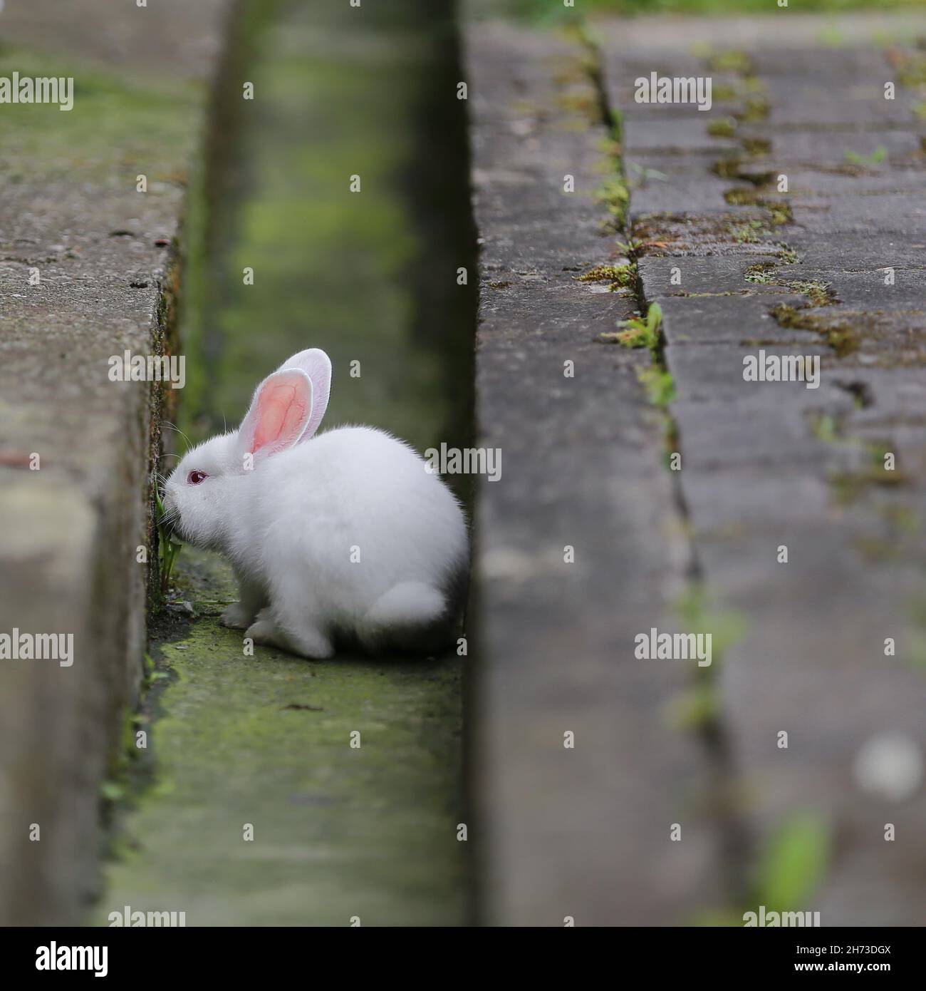 A cute white rabbit tries to flee into the water channel in front of ...