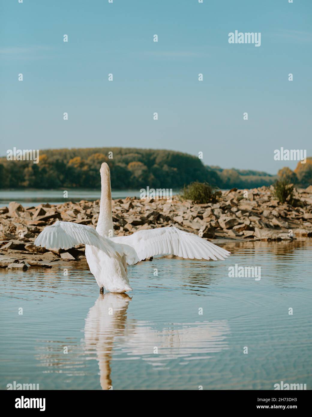 The white swan stretching its wings and flies to the lake's surface ...