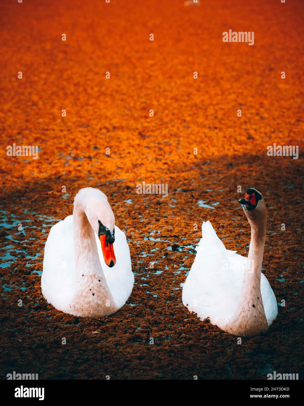 Wildly romantic: Two swans swim together Stock Photo - Alamy
