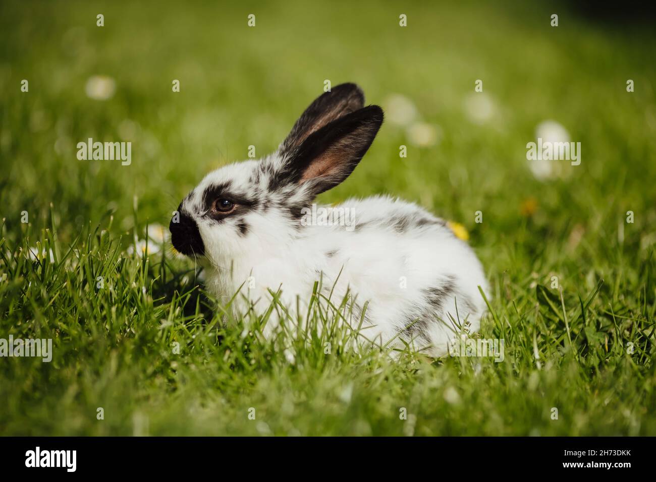 A lovely black and white rabbit is playing on the grass Stock Photo - Alamy