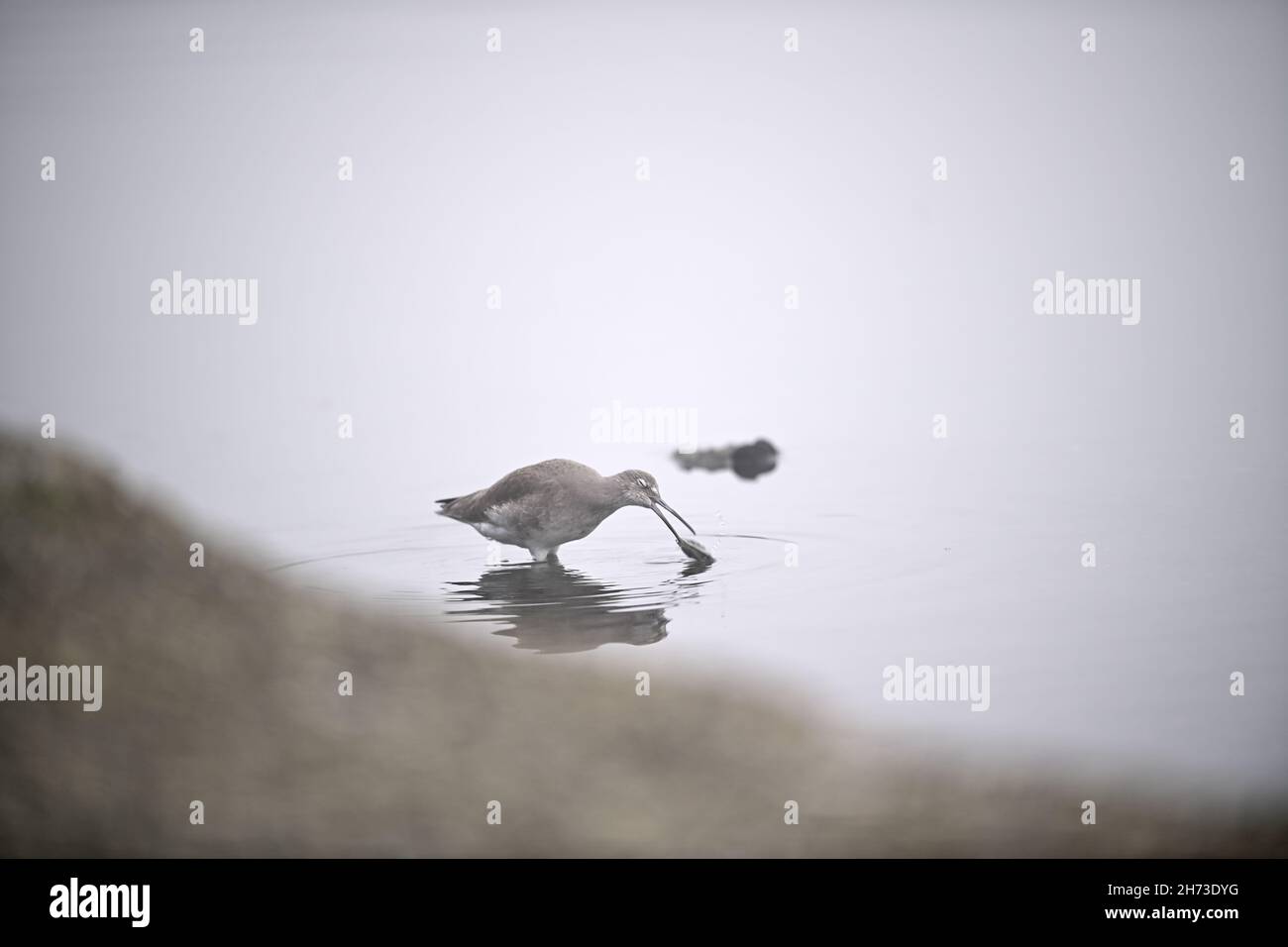 Curlew Fighting a Shell Stock Photo - Alamy