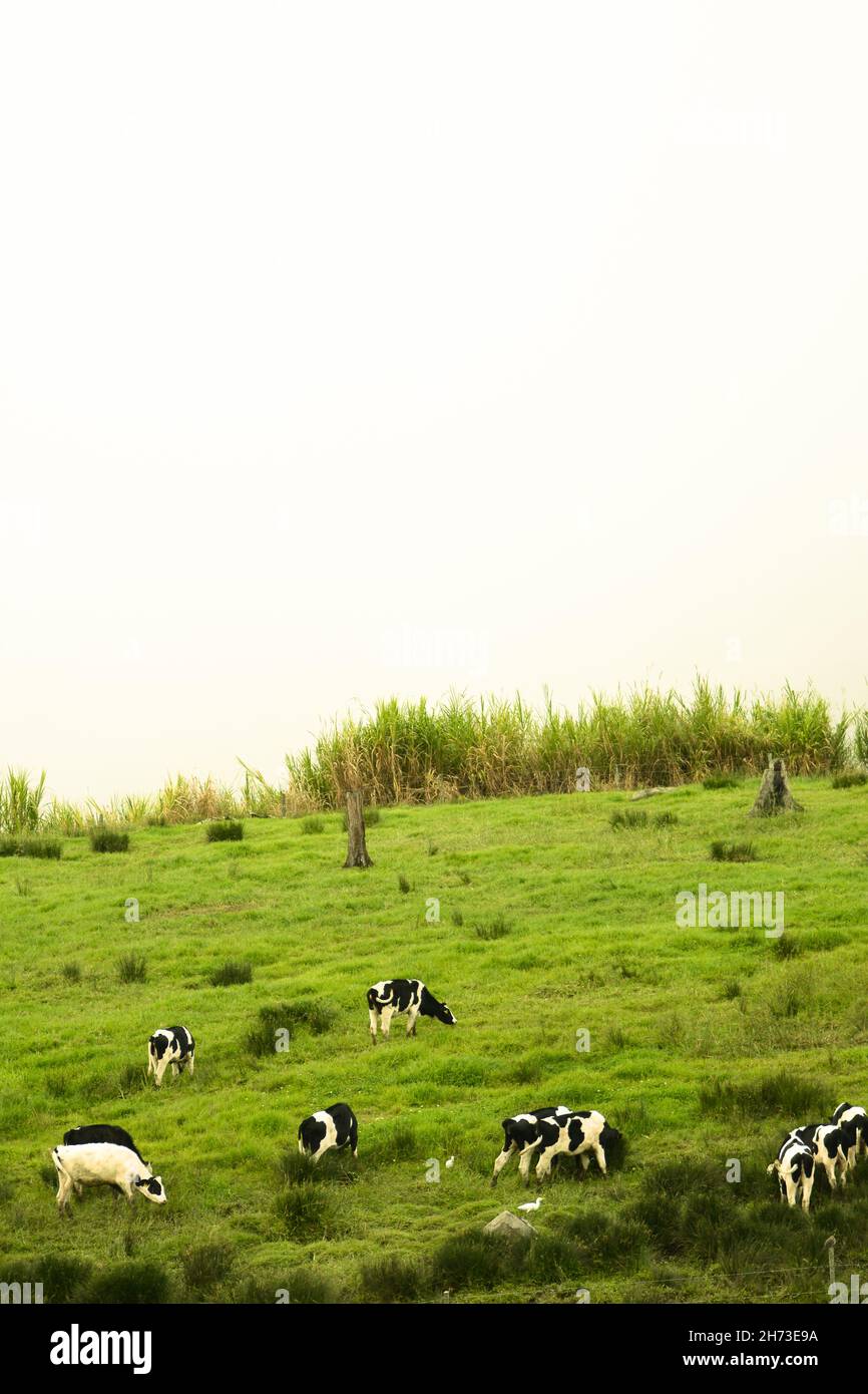 Photo a group of cattle Stock Photo - Alamy