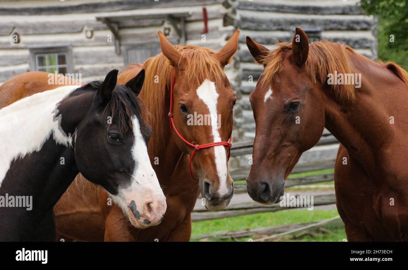 Closeup of three horses together, taken outside with rustic log ...