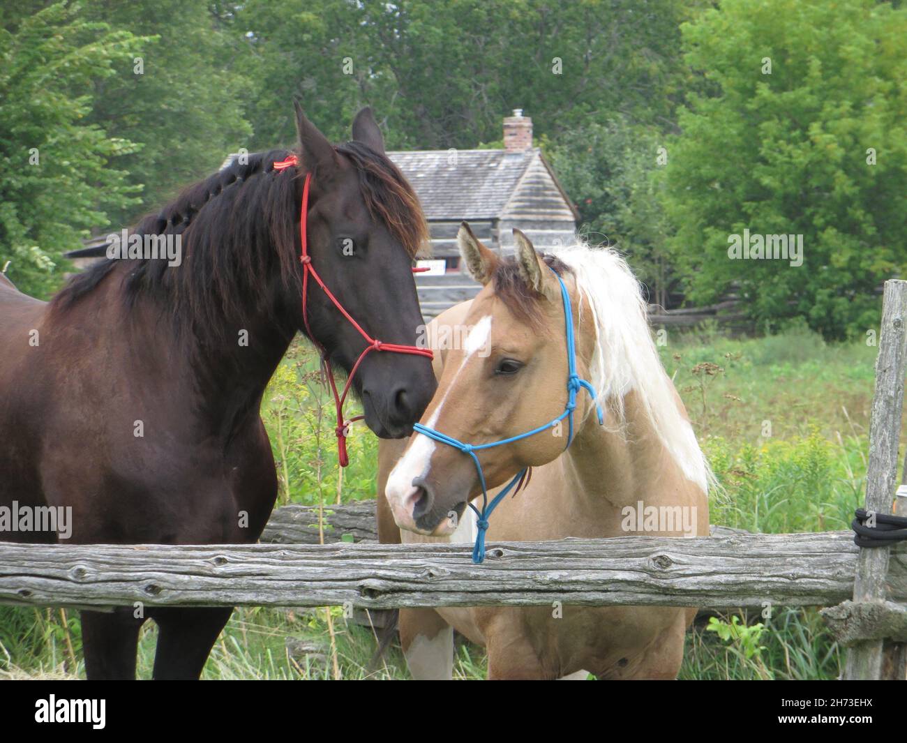Two friesian horses hi-res stock photography and images - Alamy