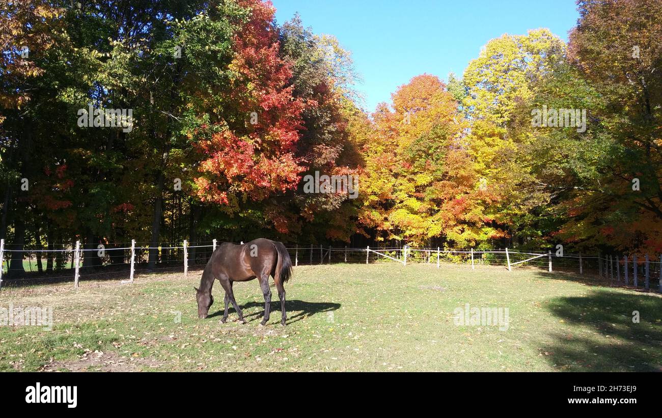 Dark bay horse outdoors grazing grass in green paddock, with fence and ...