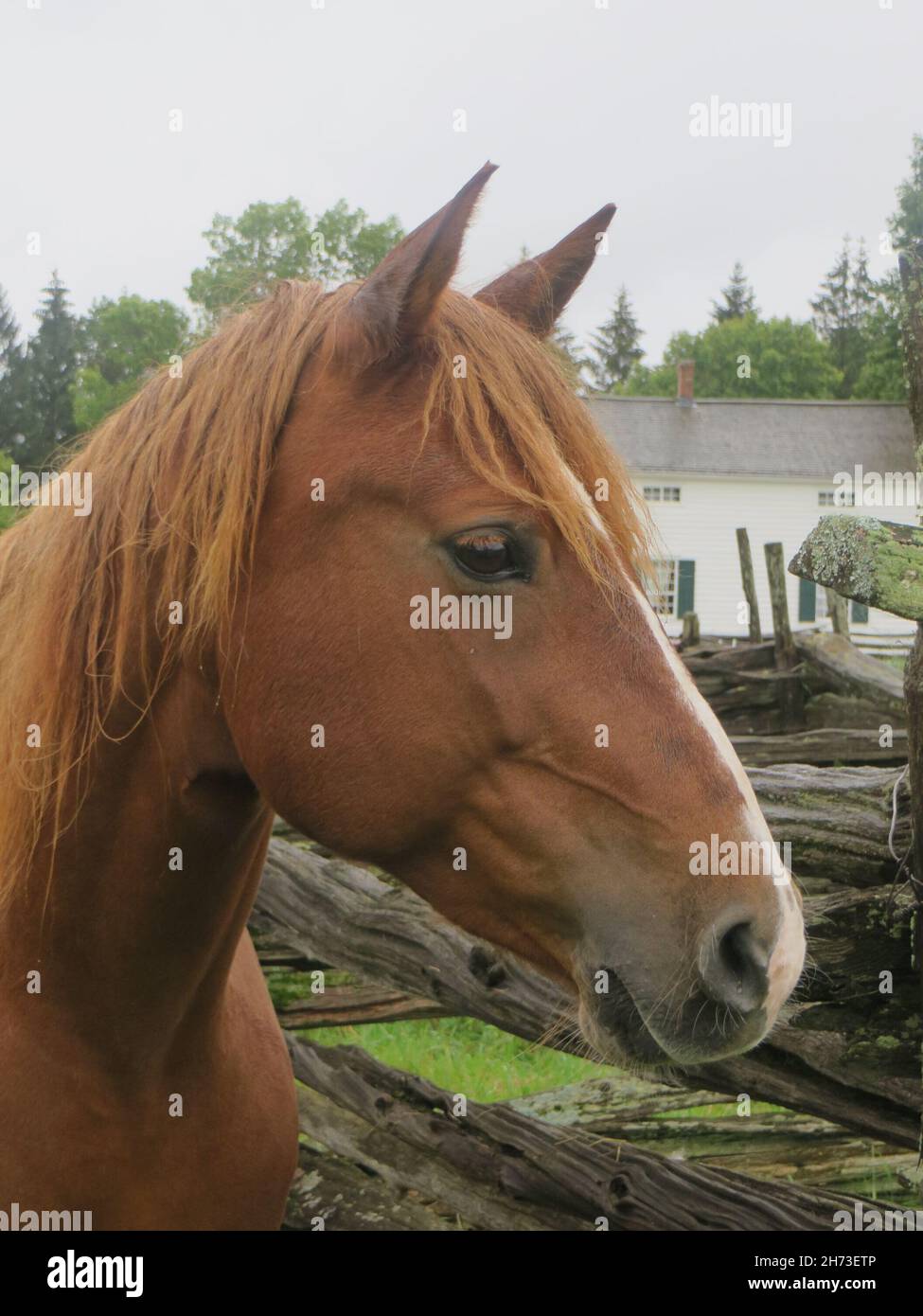 Closeup portrait of chestnut horse with white on face, taken outdoors ...
