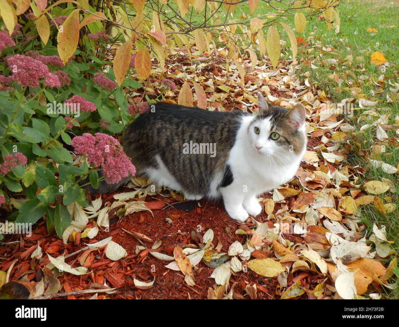 Tan cat hi-res stock photography and images - Alamy