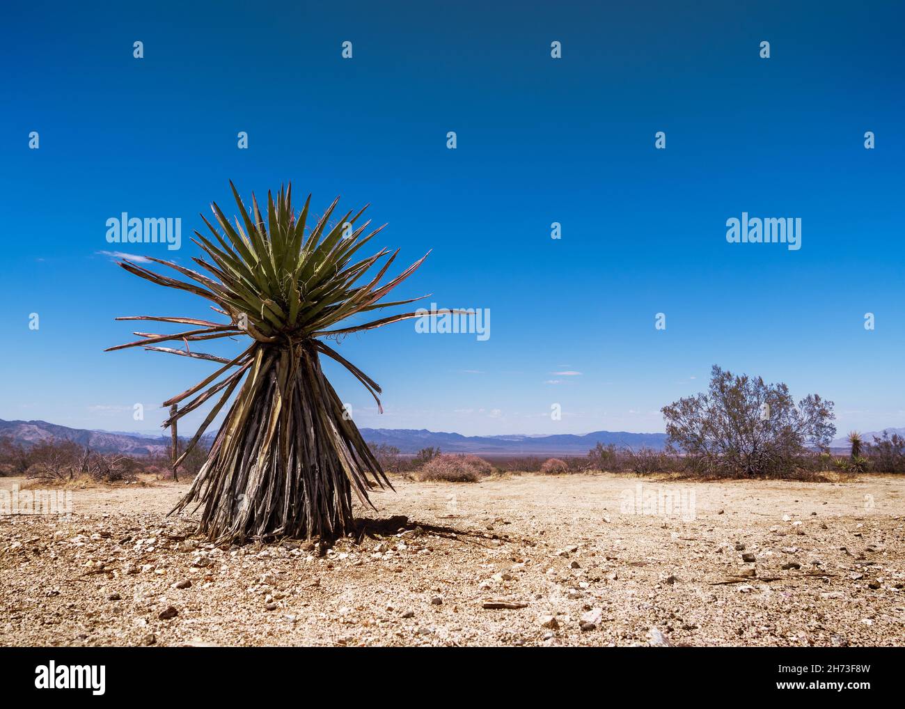 Rock palm tree cactus hi-res stock photography and images - Alamy