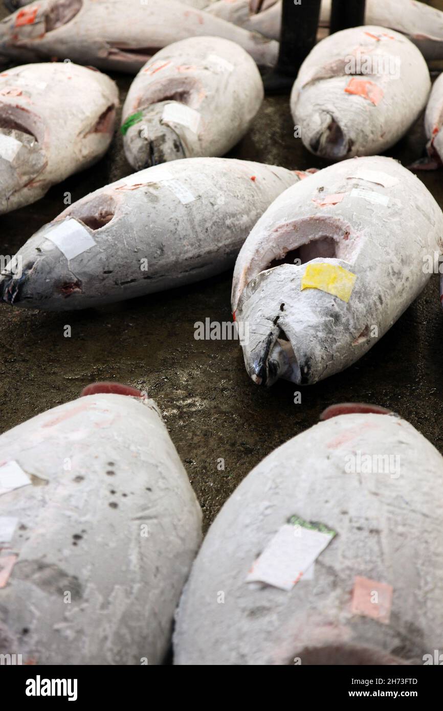 A group of large frozen yellow fin tuna that has just been sold in ...
