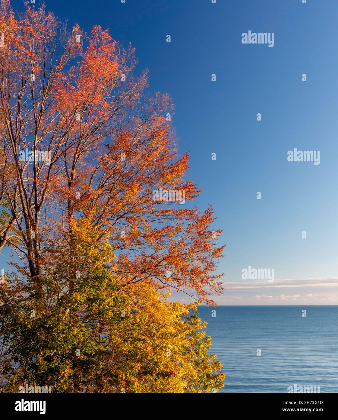 Tree in fall in front of a body of water Stock Photo - Alamy