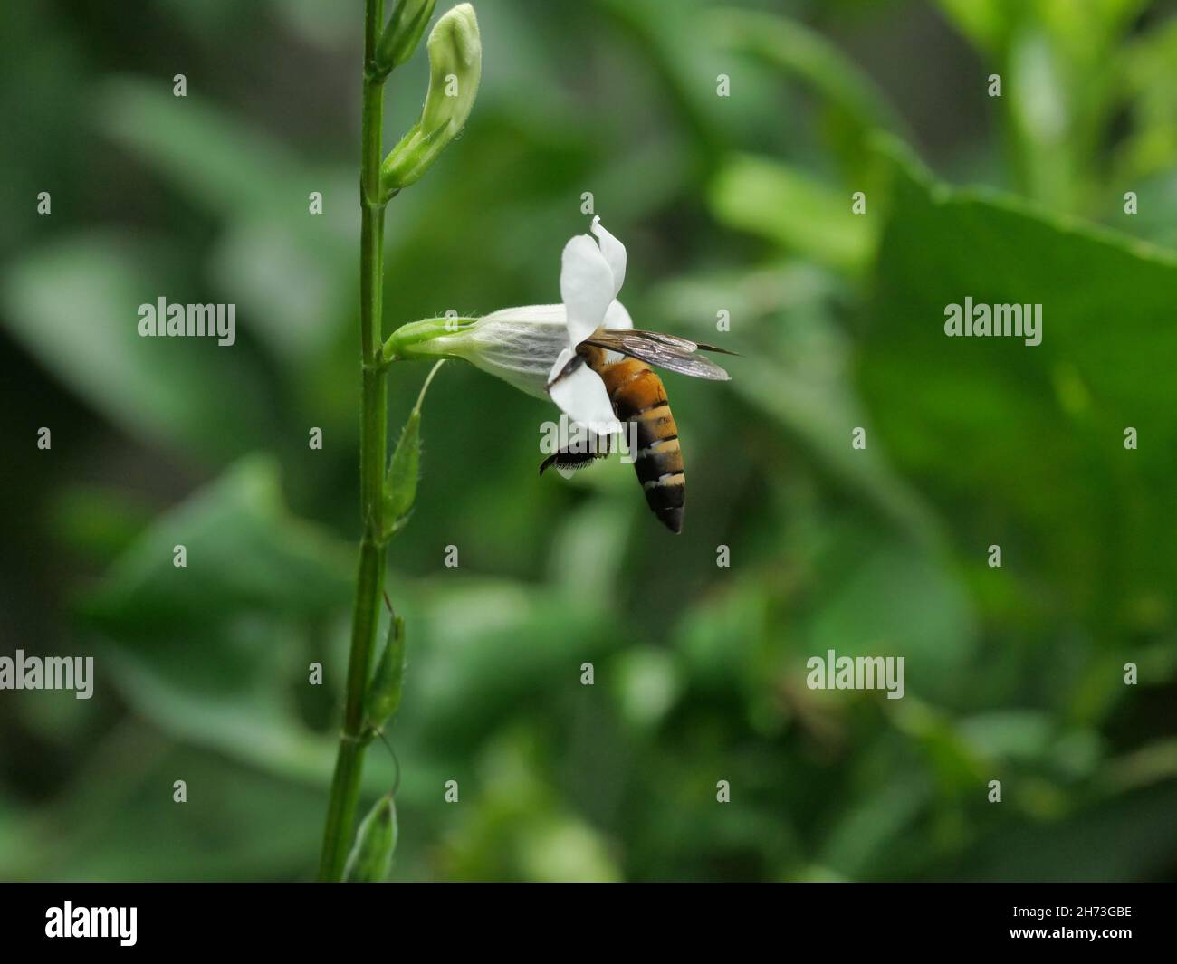 Giant honey bee seeking nectar on white Chinese violet or coromandel or ...