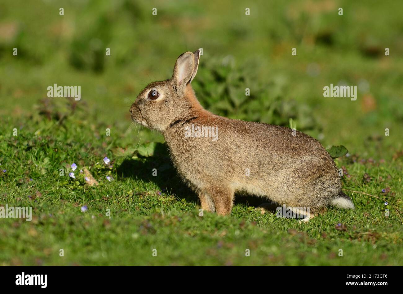 RABBIT Oryctolagus cuniculus Stock Photo - Alamy