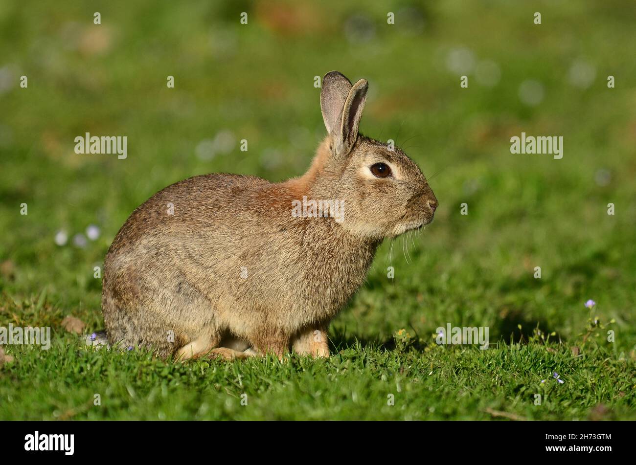 RABBIT Oryctolagus cuniculus Stock Photo - Alamy