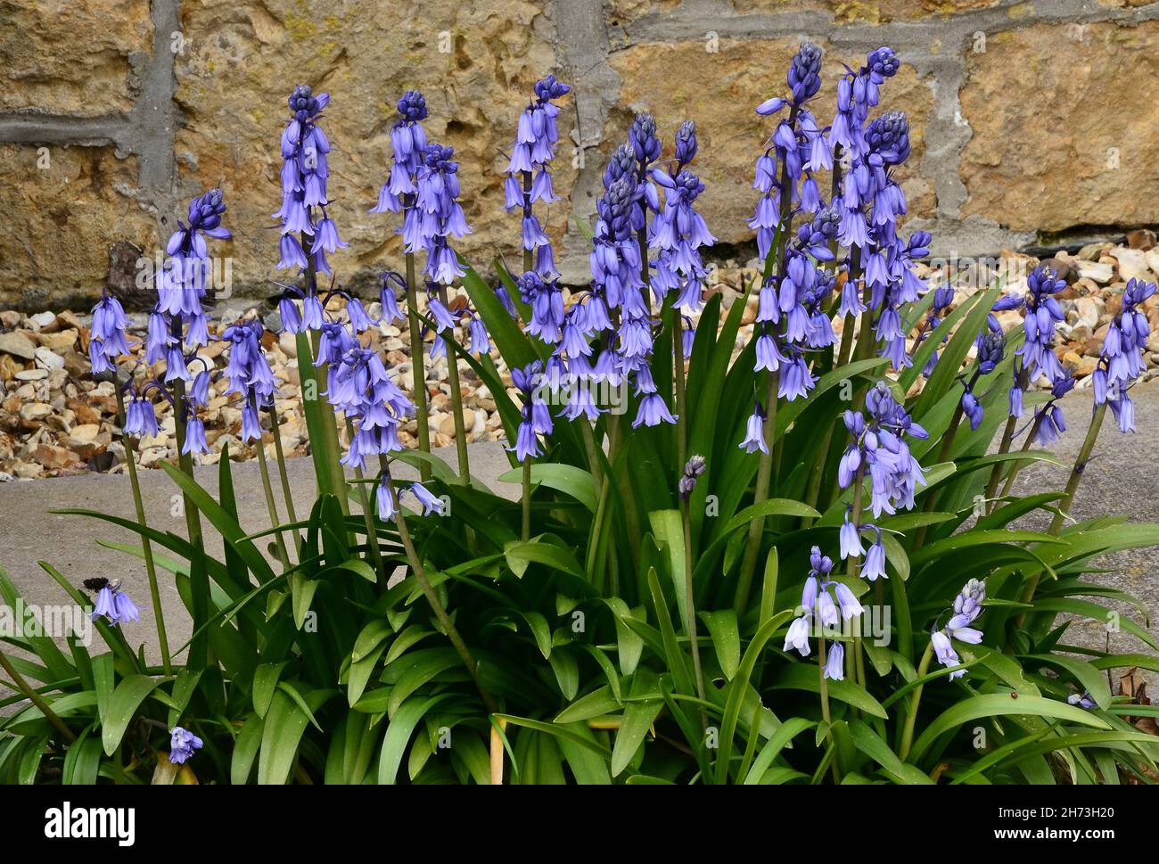 Spanish bluebells in flower. Dorset, UK April 2019 Stock Photo - Alamy