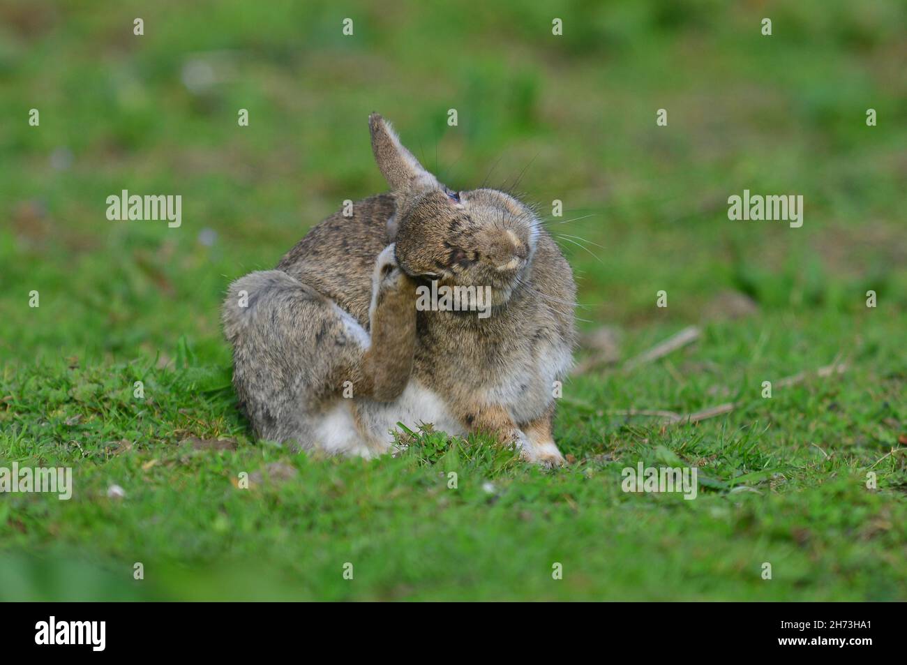 RABBIT Oryctolagus cuniculus Stock Photo - Alamy