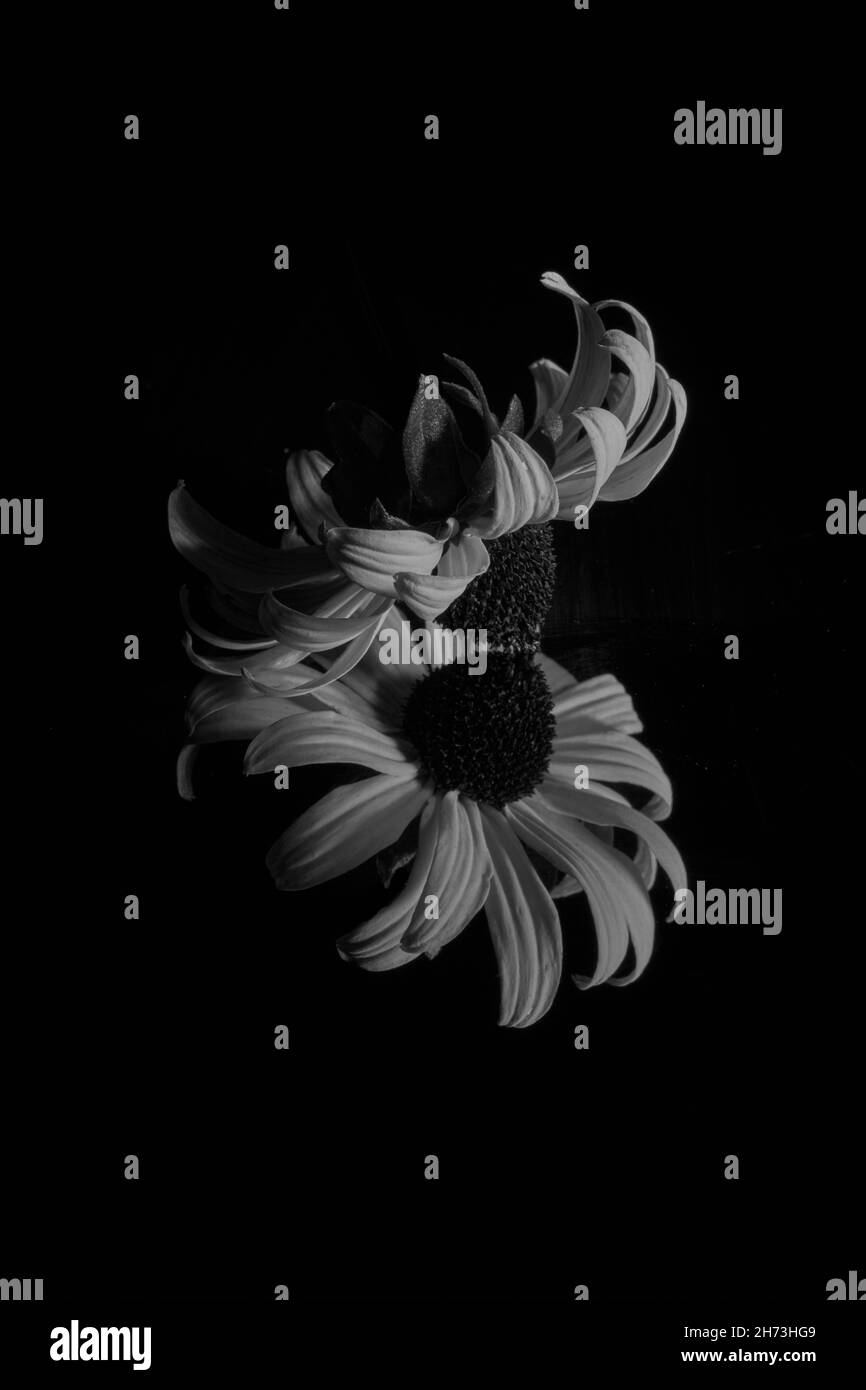 Grayscale shot of a sunflower isolated on a reflecting black background ...