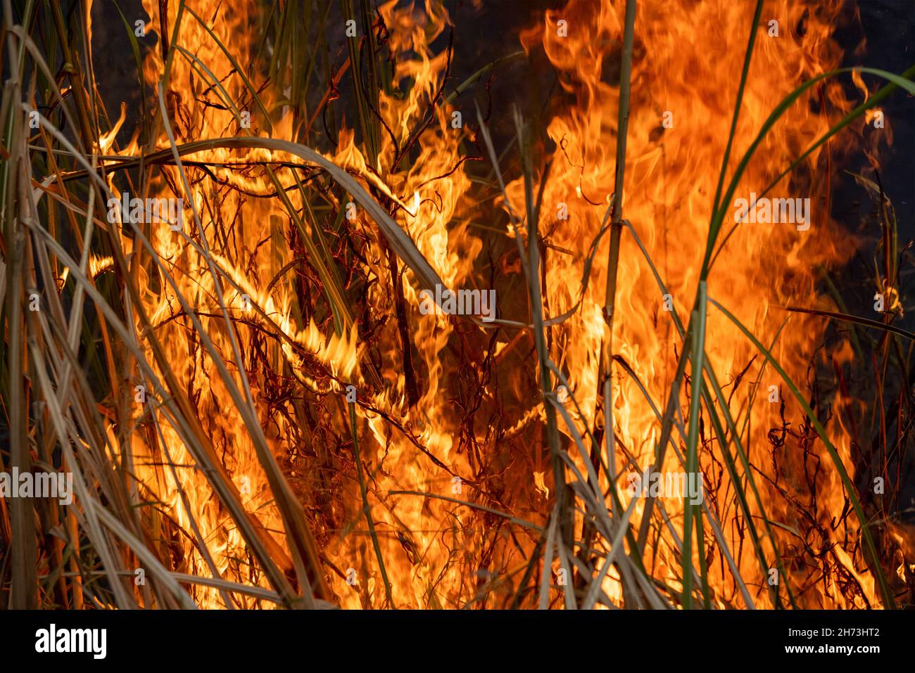 Forest fire disaster is burning caused by human Stock Photo - Alamy