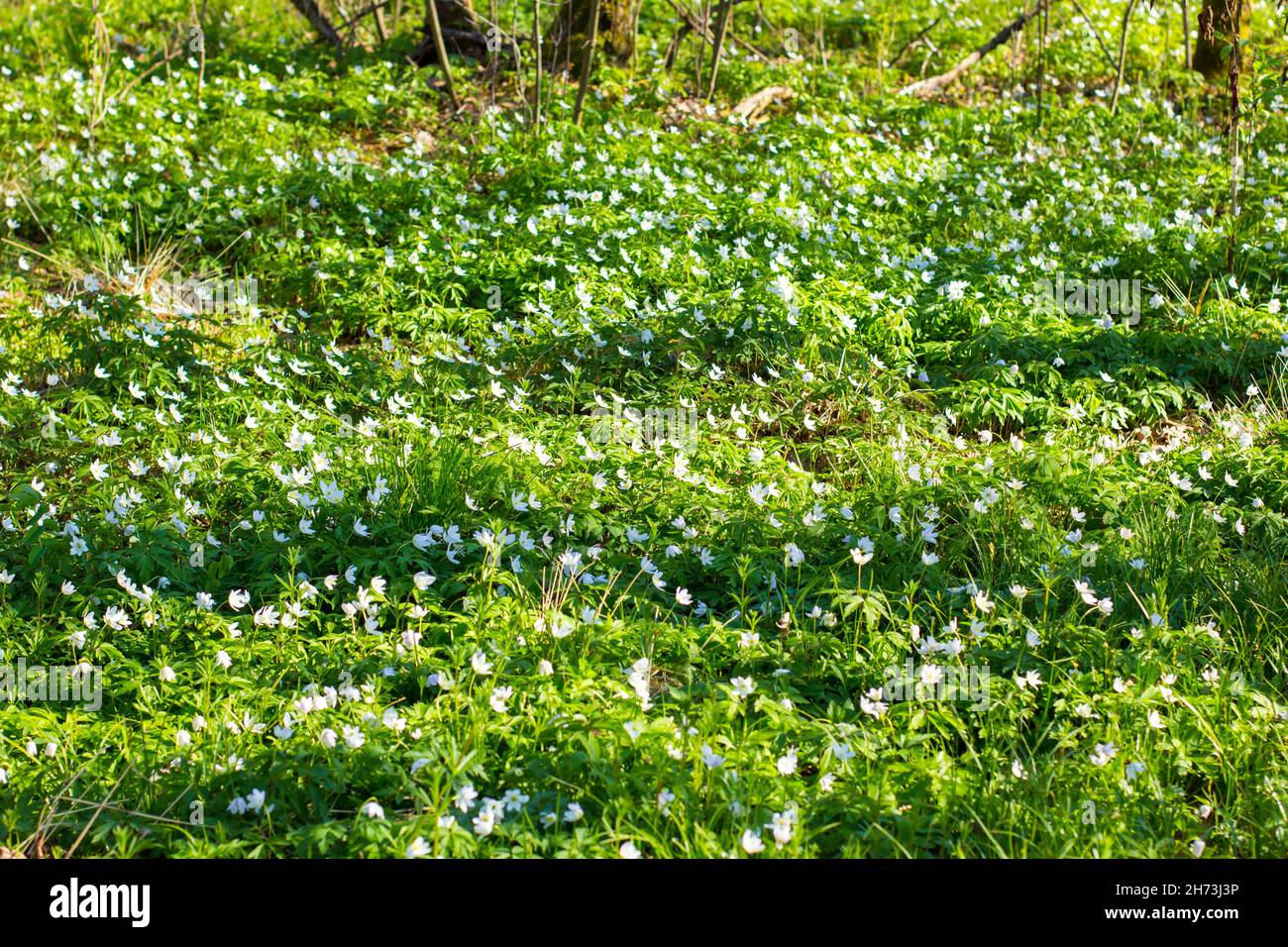 Spring forest landscape with fresh windflowers outdoors Stock Photo - Alamy