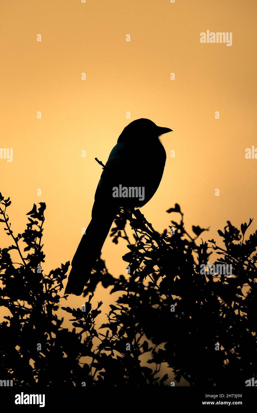 Silhouette of Magpie (Pica pica) in a tree against bright dawn sky ...