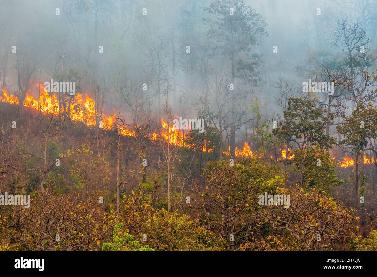 Forest fire is burning primarily as a surface fire, spreading along the ...